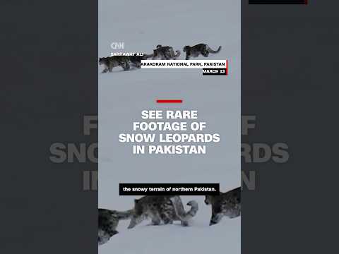 #News #CNN See rare footage of snow leopards in Pakistan - SHIBUYA ...